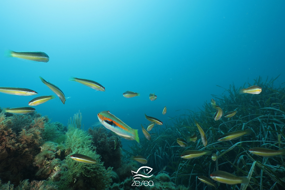 Classification des animaux marins de Méditerranée/Les POISSONS de ...