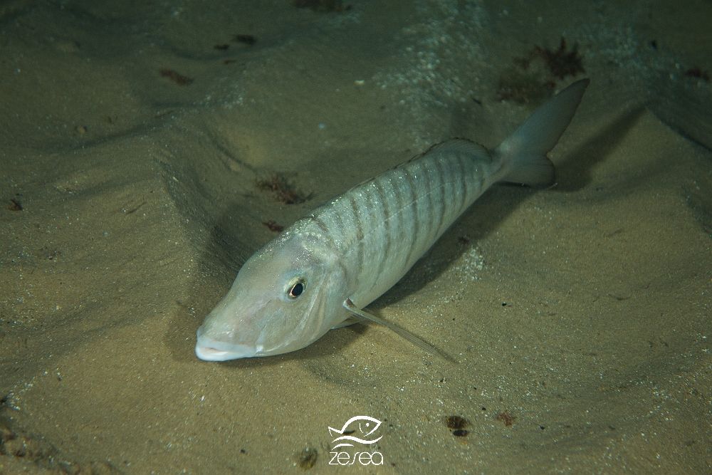 Classification des animaux marins de Méditerranée/Les POISSONS de ...
