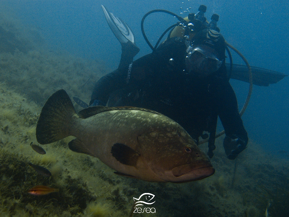 Classification des animaux marins de Méditerranée/Les POISSONS de ...