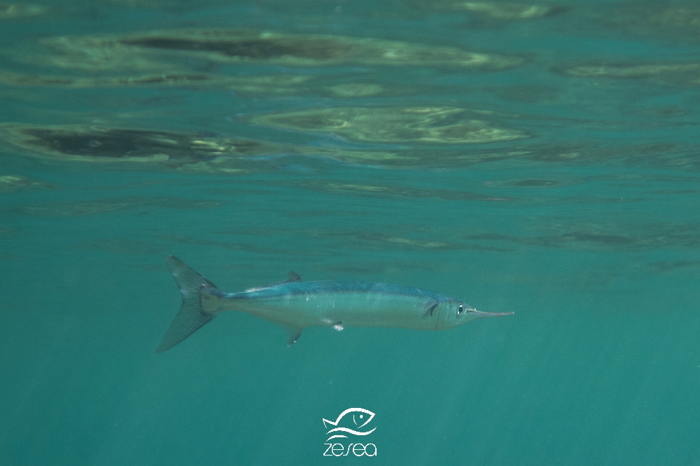 Classification des animaux marins de Méditerranée/Les POISSONS de ...