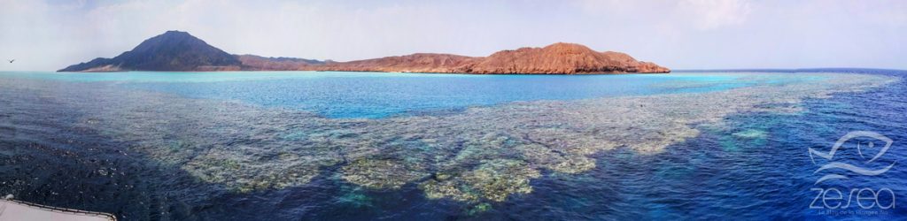 Rocky Island et Zabargad, perles du sud égyptien en Mer Rouge