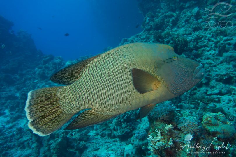Le poisson Napoléon, empereur des récifs coralliens