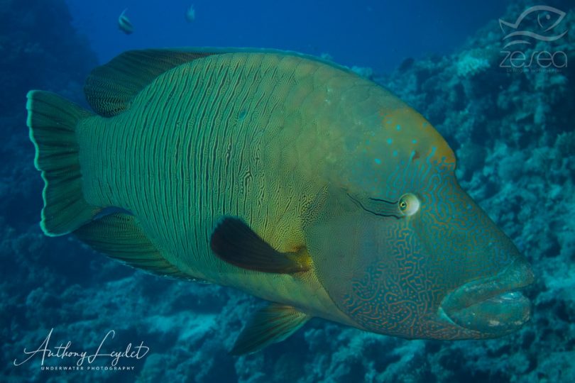Le poisson Napoléon, empereur des récifs coralliens