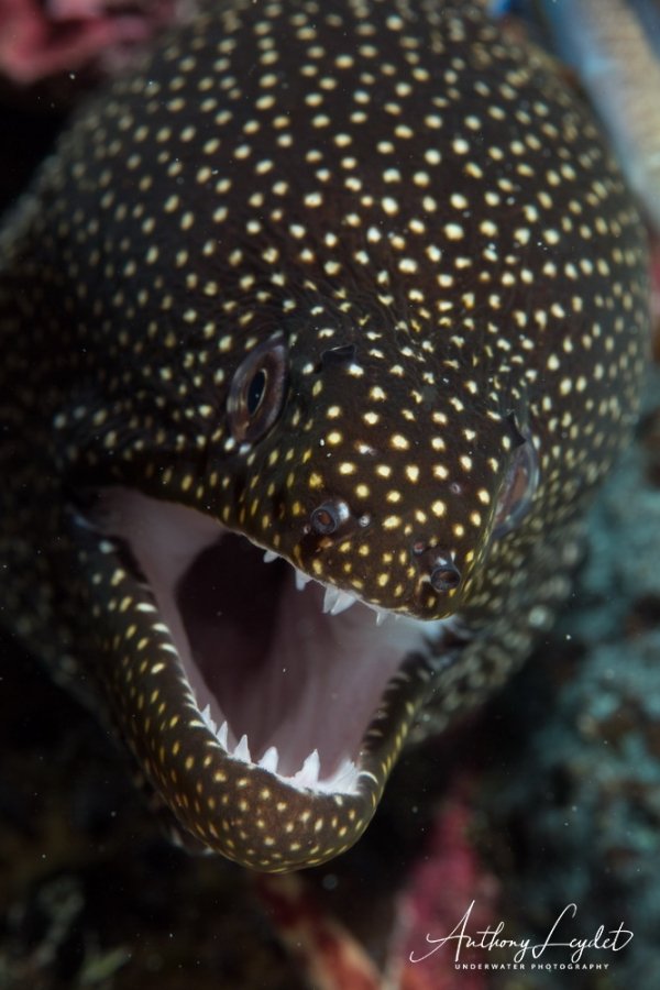Les murènes, mal-aimées des fonds marins ! - Le Blog de la Plongée Bio