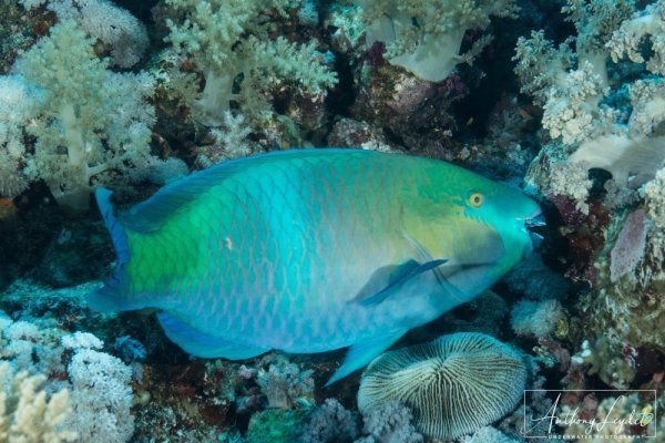 Tout sur le poisson perroquet ! - Le Blog de la Plongée Bio