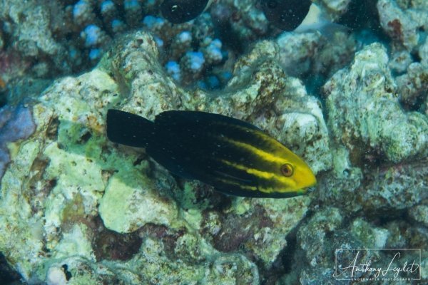 Tout sur le poisson perroquet ! - Le Blog de la Plongée Bio