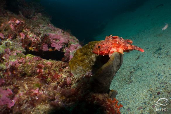 Tout savoir sur la rascasse - Le Blog de la Plongée Bio