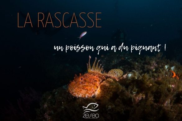 Tout savoir sur la rascasse - Le Blog de la Plongée Bio