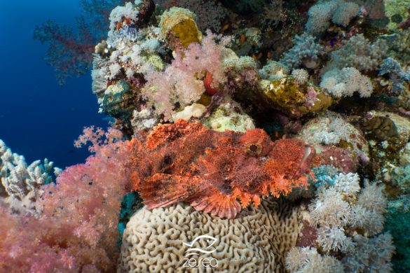 Tout savoir sur la rascasse - Anthony Leydet Underwater Photography