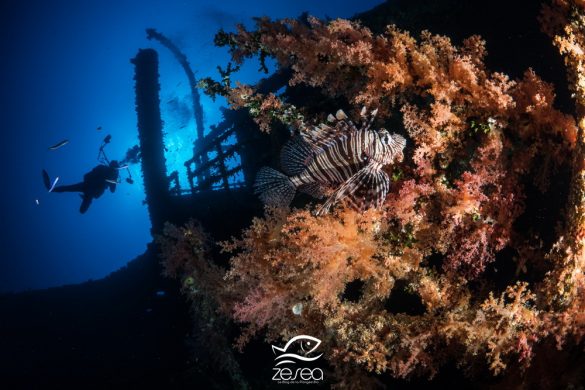 Tout savoir sur la rascasse - Le Blog de la Plongée Bio
