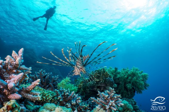 Tout savoir sur la rascasse - Anthony Leydet Underwater Photography