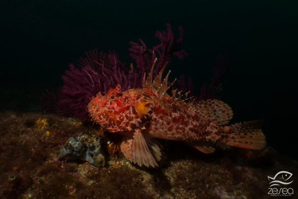 Tout savoir sur la rascasse - Anthony Leydey Underwater Photography