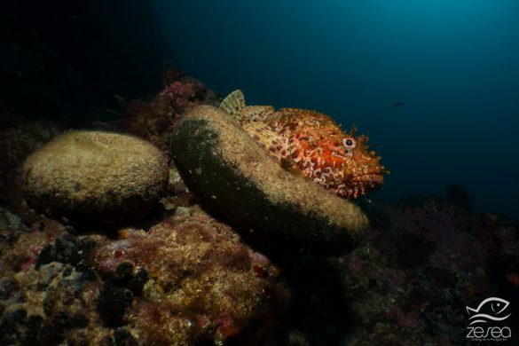 Tout savoir sur la rascasse - Le Blog de la Plongée Bio