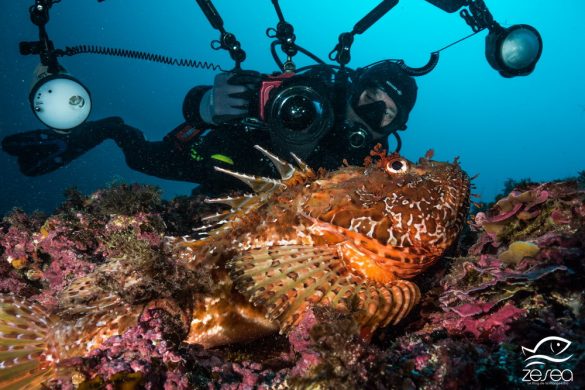 Tout savoir sur la rascasse - Le Blog de la Plongée Bio