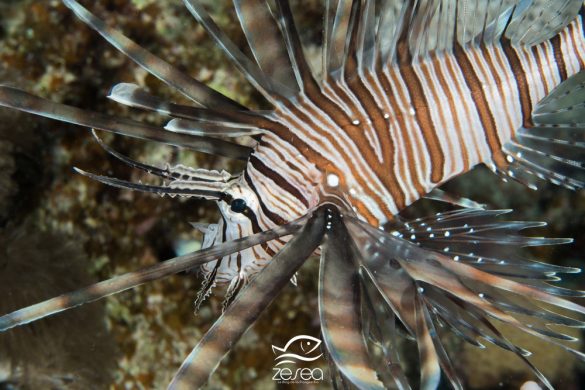 Tout savoir sur la rascasse - Anthony Leydey Underwater Photography