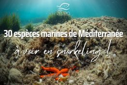 Quelles sont les espèces de poissons de Méditerranée