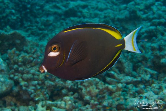 La Polynésie française : un véritable aquarium géant