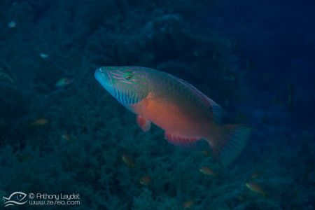 Poissons de Mer Rouge